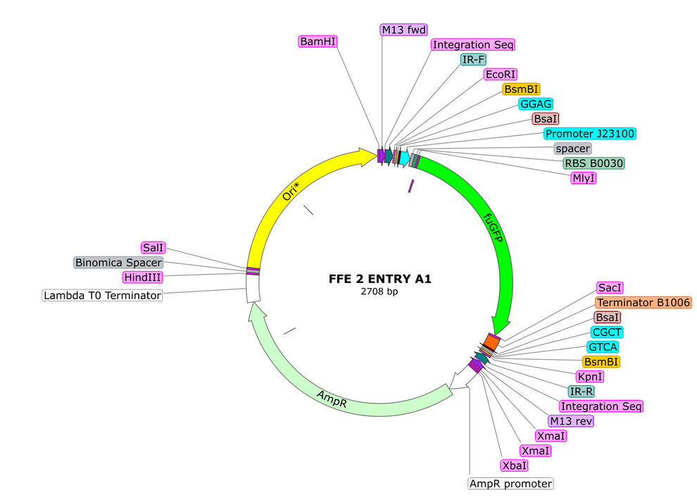 Golden Braid Modular Cloning Entry Vector Set – Sebastian's Biotech Bazaar